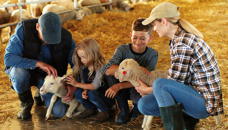 Transforming your Farm Park with audience engagement technology | N-gage.io